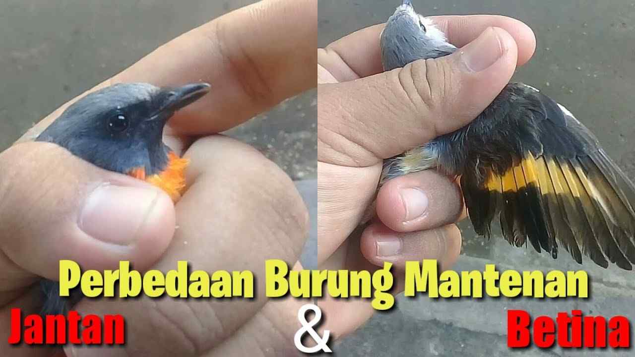 Cara Membedakan Burung Mantenan Jantan Dan Betina Ilmu Peternakan