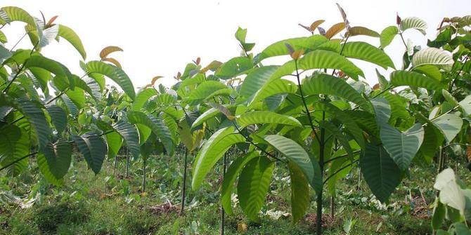 Klasifikasi dan Morfologi Tanaman Jabon - Ilmu Pertanian
