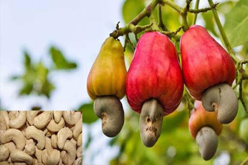 Klasifikasi dan Morfologi Tanaman Jambu Mete - Ilmu Pertanian