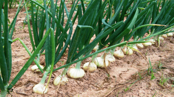 Klasifikasi dan Morfologi Tanaman Bawang Leek - Ilmu Pertanian