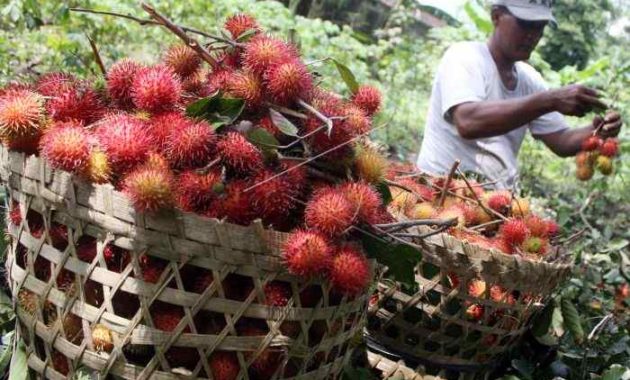 6 Cara Budidaya Tanaman Rambutan Hasil Melimpah - Ilmu Pertanian