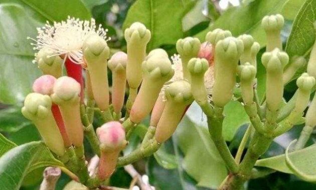 Ingin Cengkeh Berbuah Lebat? Simak Cara Hasilkan Panen Melimpah - Ilmu Pertanian